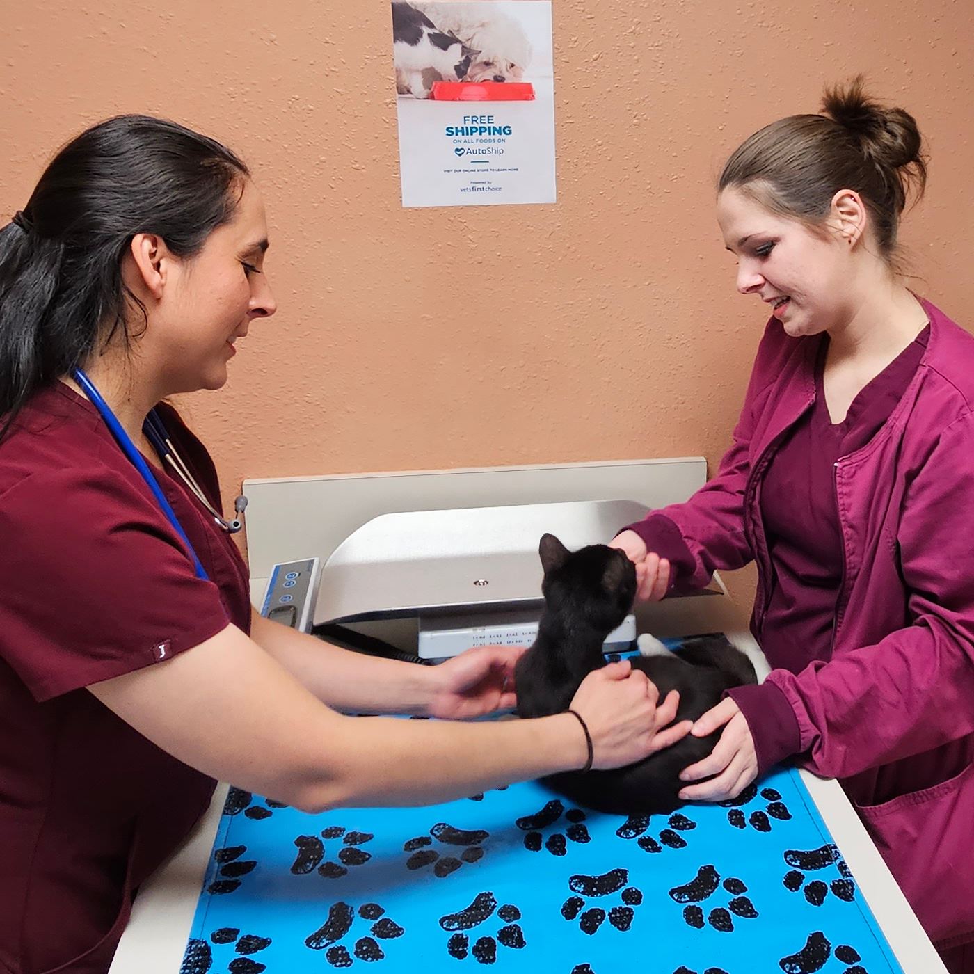 Pet Surgical In Pensacola, FL 32514 | Ferry Pass Animal Hospital Pet Surgical In Pensacola, FL 32514 | Ferry Pass Animal Hospital