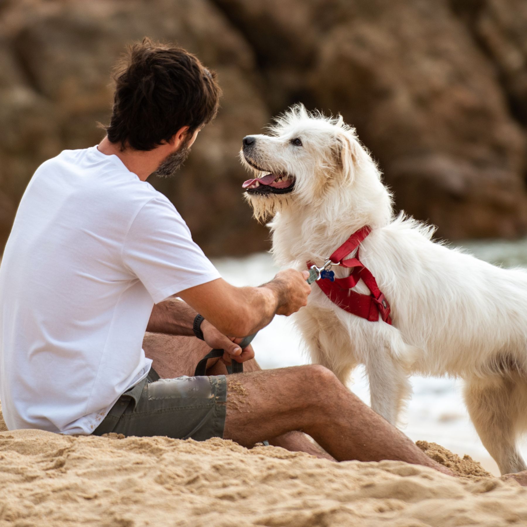 Pet App In Pensacola, FL 32514 | Ferry Pass Animal Hospital