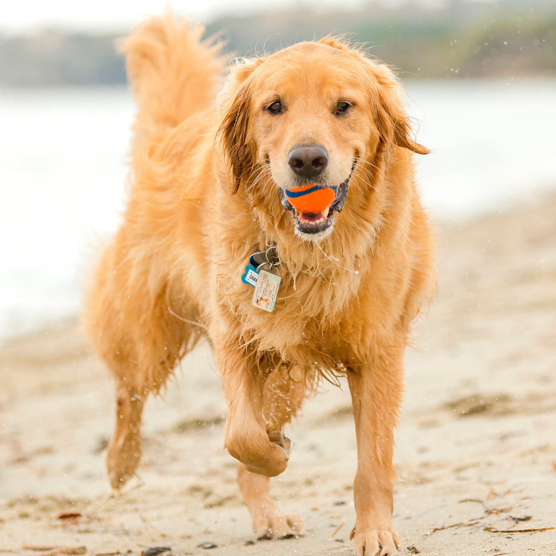 New Client Form | Ferry Pass Animal Hospital