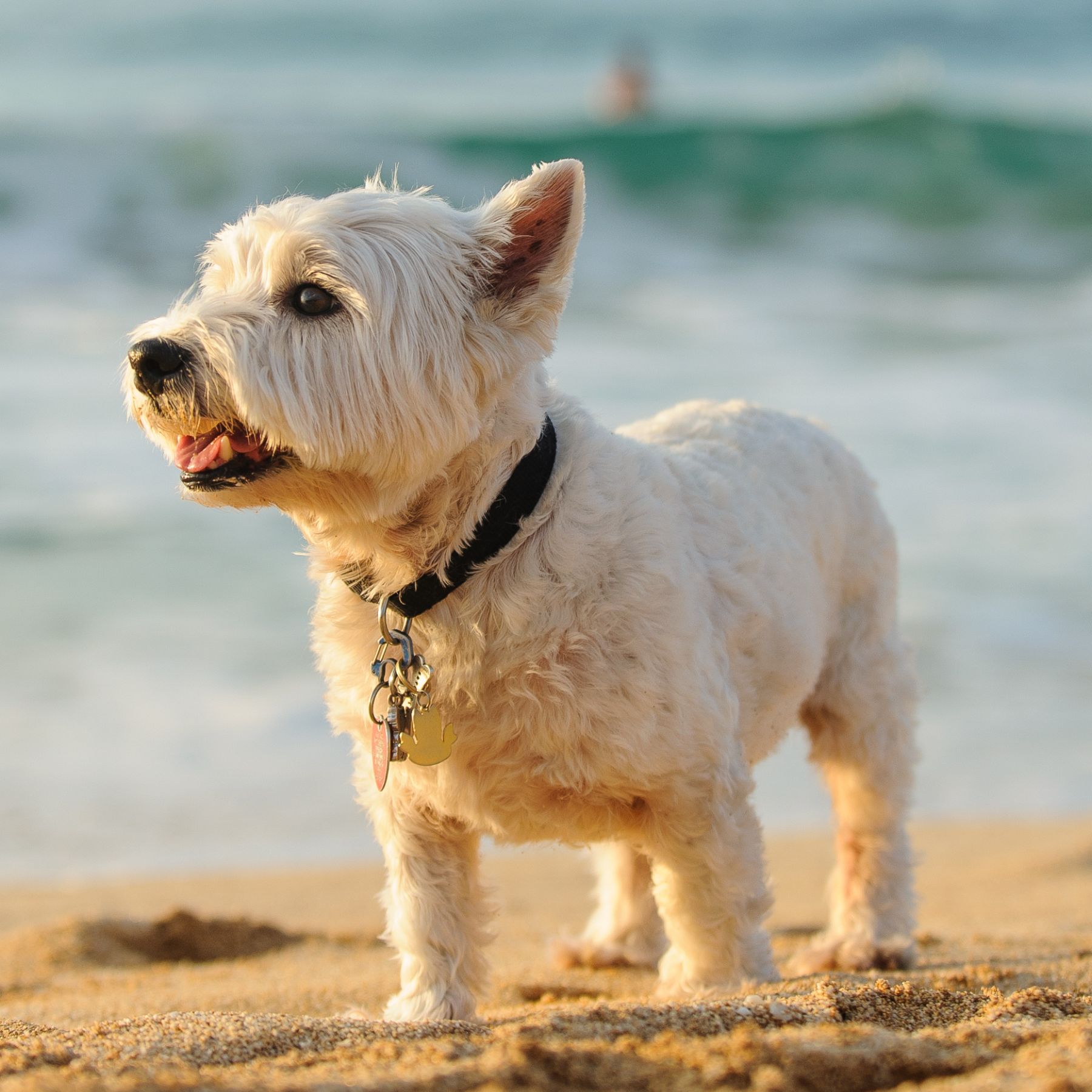 Surgical And Anesthesia Consent Form | Ferry Pass Animal Hospital