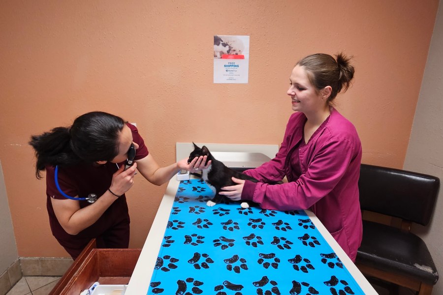 Pet Dentistry In Pensacola, FL 32514 | Ferry Pass Animal Hospital